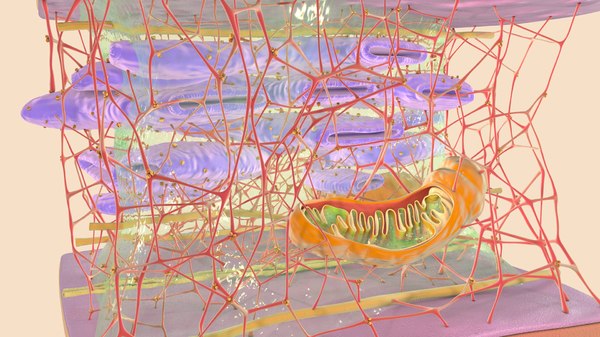 3D cytoskeleton cell - TurboSquid 1624164