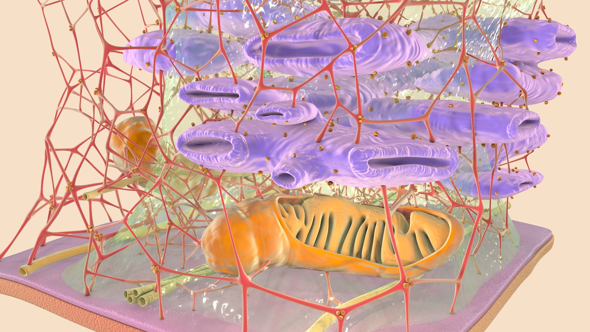 3D cytoskeleton cell - TurboSquid 1624164