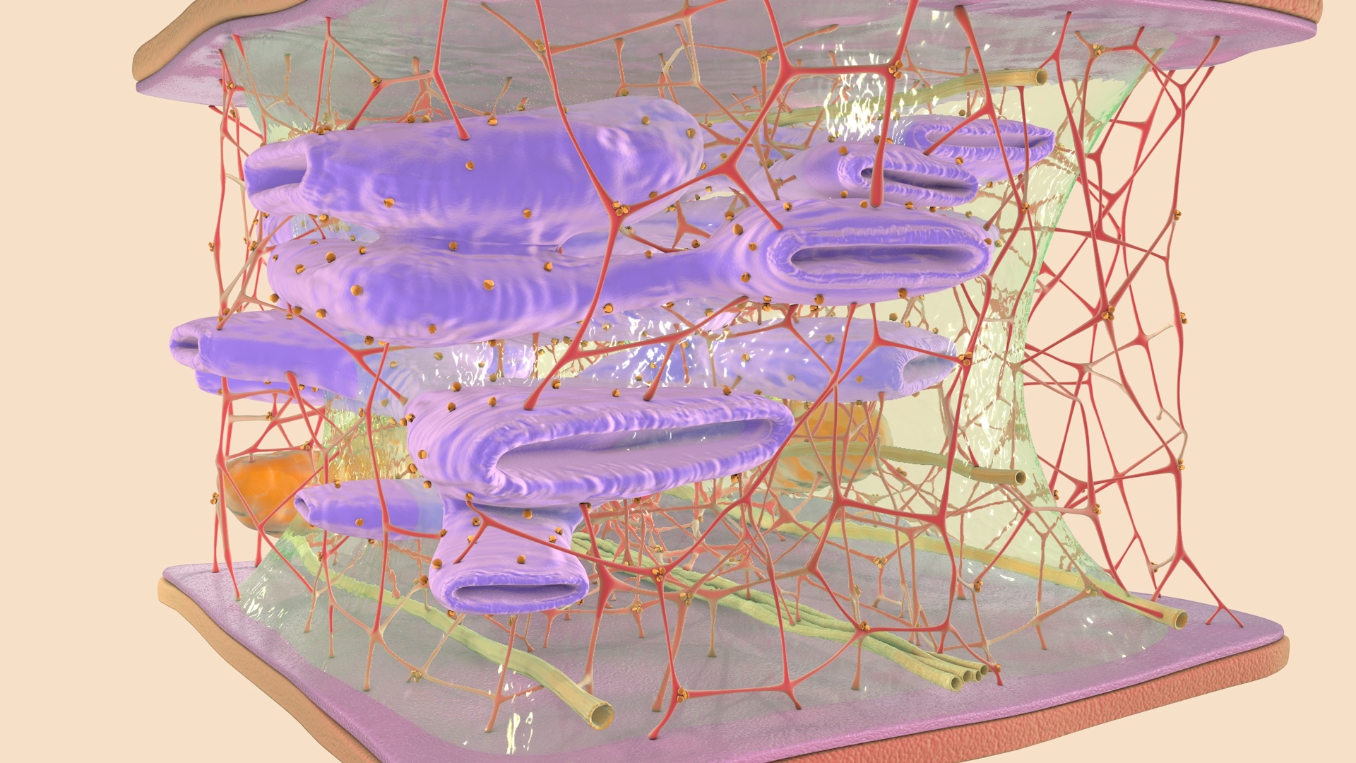3D cytoskeleton cell - TurboSquid 1624164