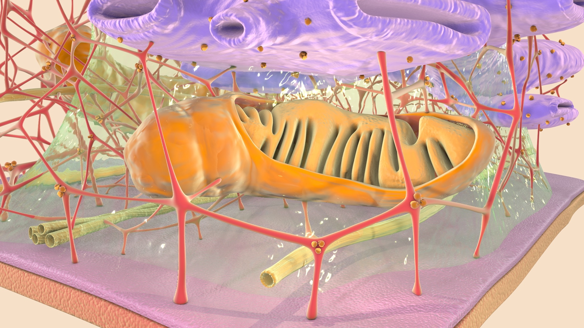 3D cytoskeleton cell - TurboSquid 1624164