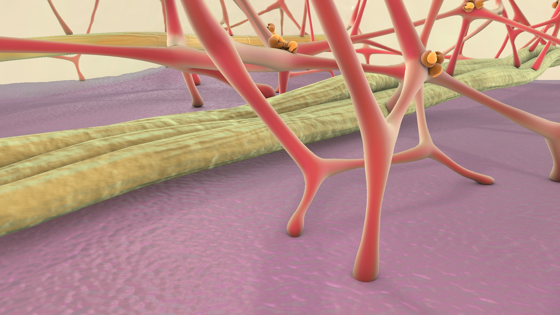 3D cytoskeleton cell - TurboSquid 1624164