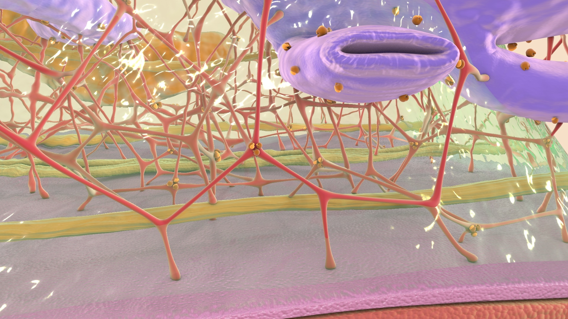 3D cytoskeleton cell - TurboSquid 1624164