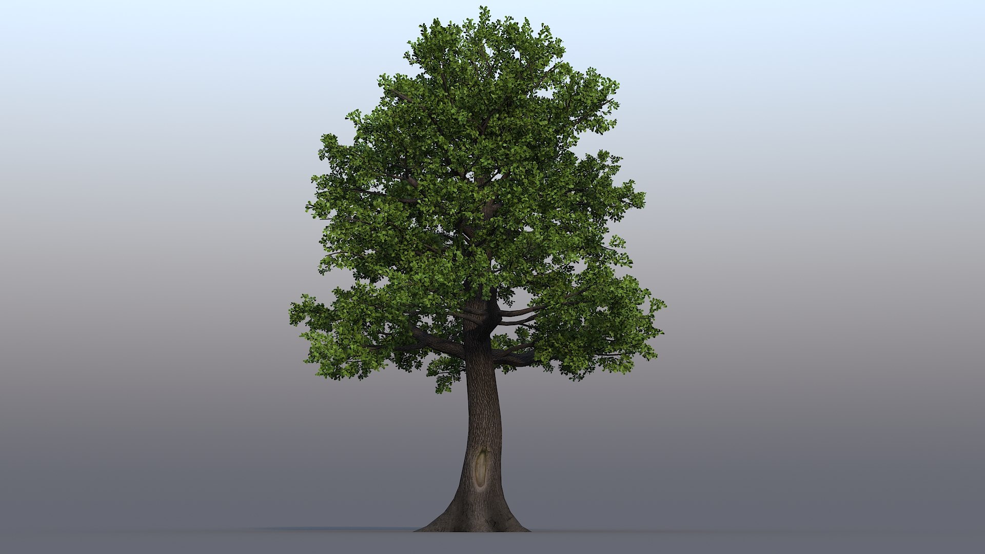 Oak tree 03 3D model - TurboSquid 1625020