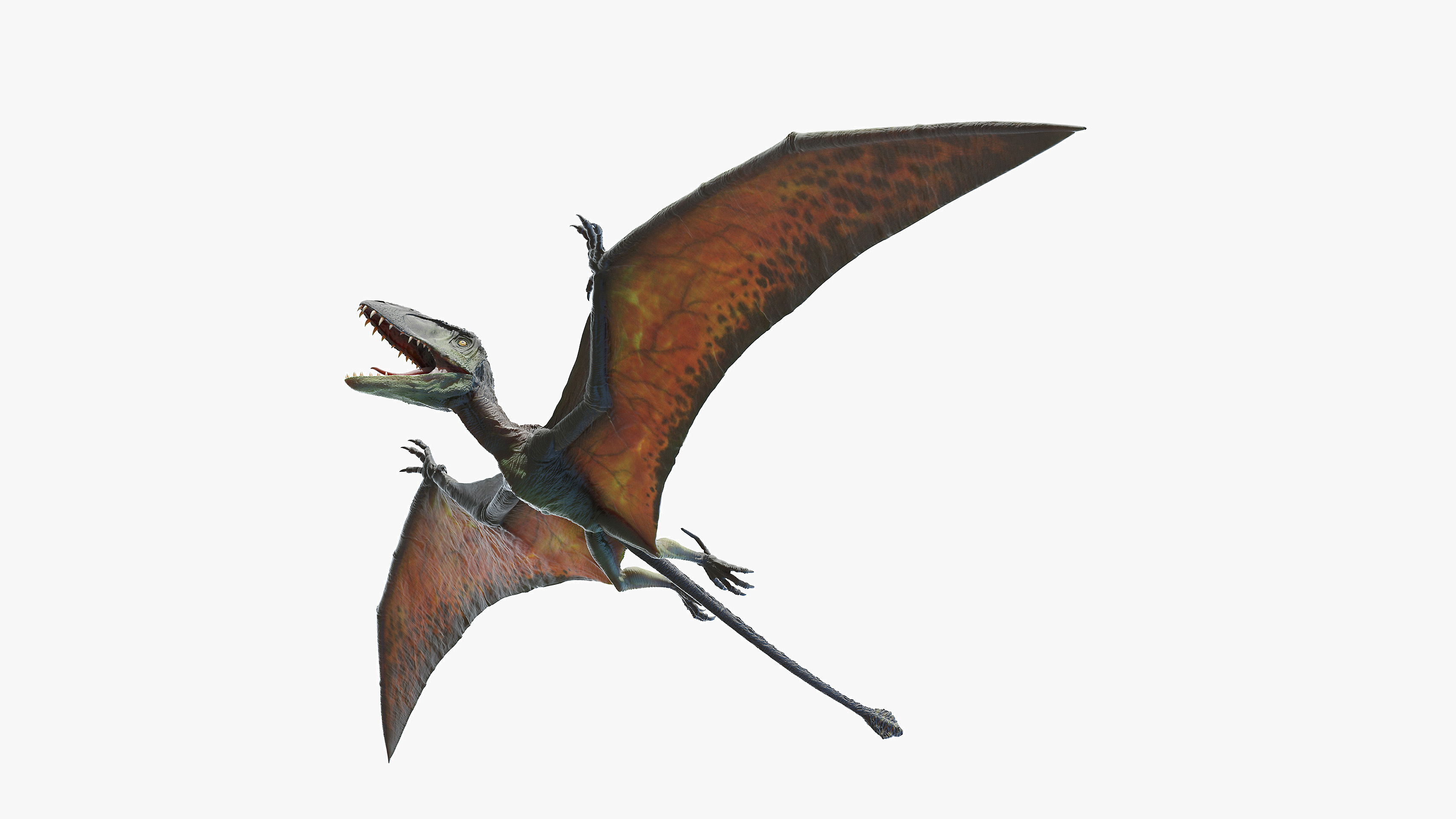 Dimorphodon model - TurboSquid 1626084