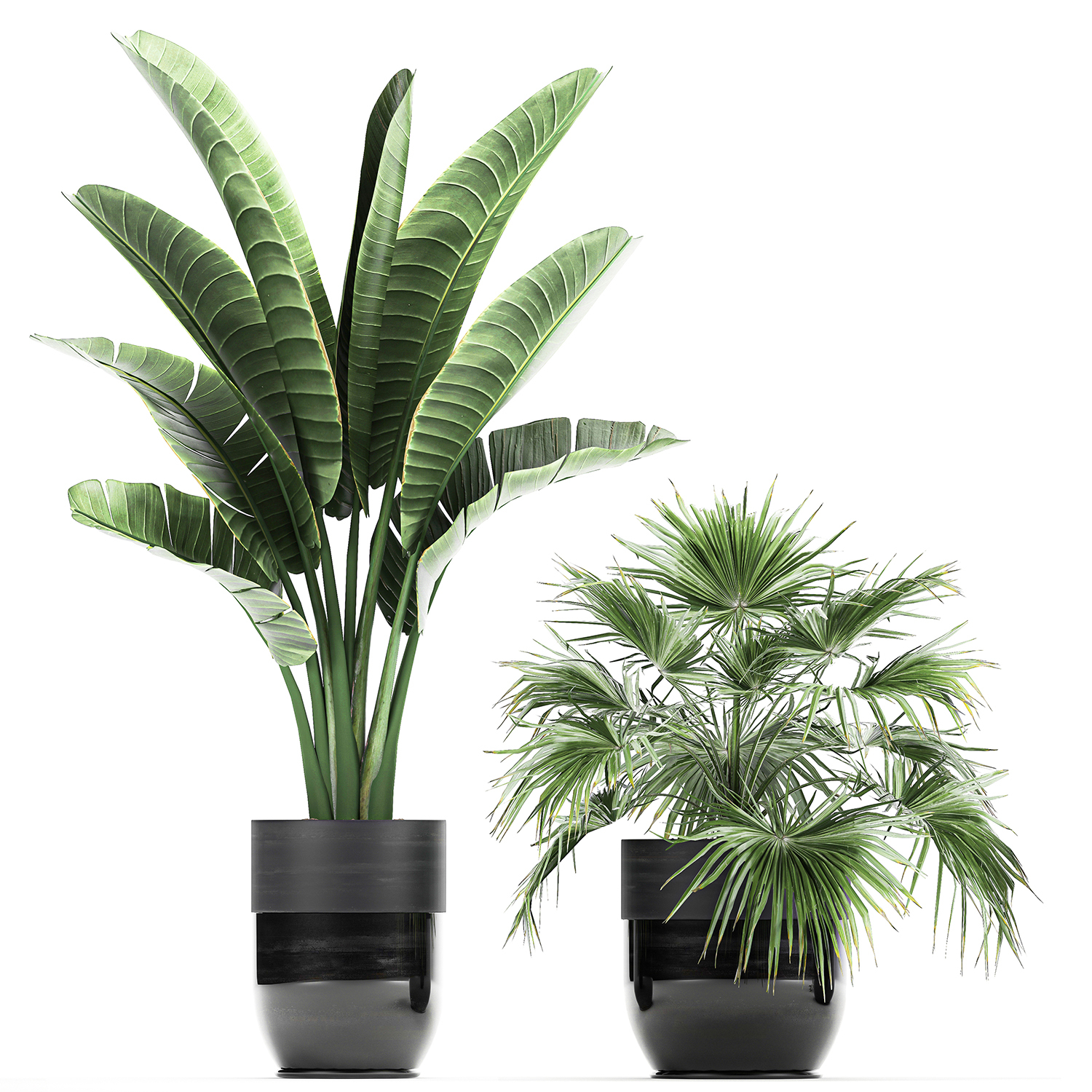 Plants interior black houseplants 3D model - TurboSquid 1625985