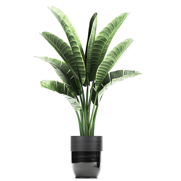 Plants interior black houseplants 3D model - TurboSquid 1625985