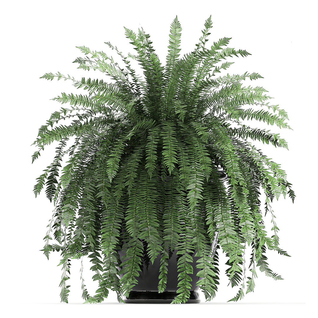 Plants interior black houseplants 3D model - TurboSquid 1625985