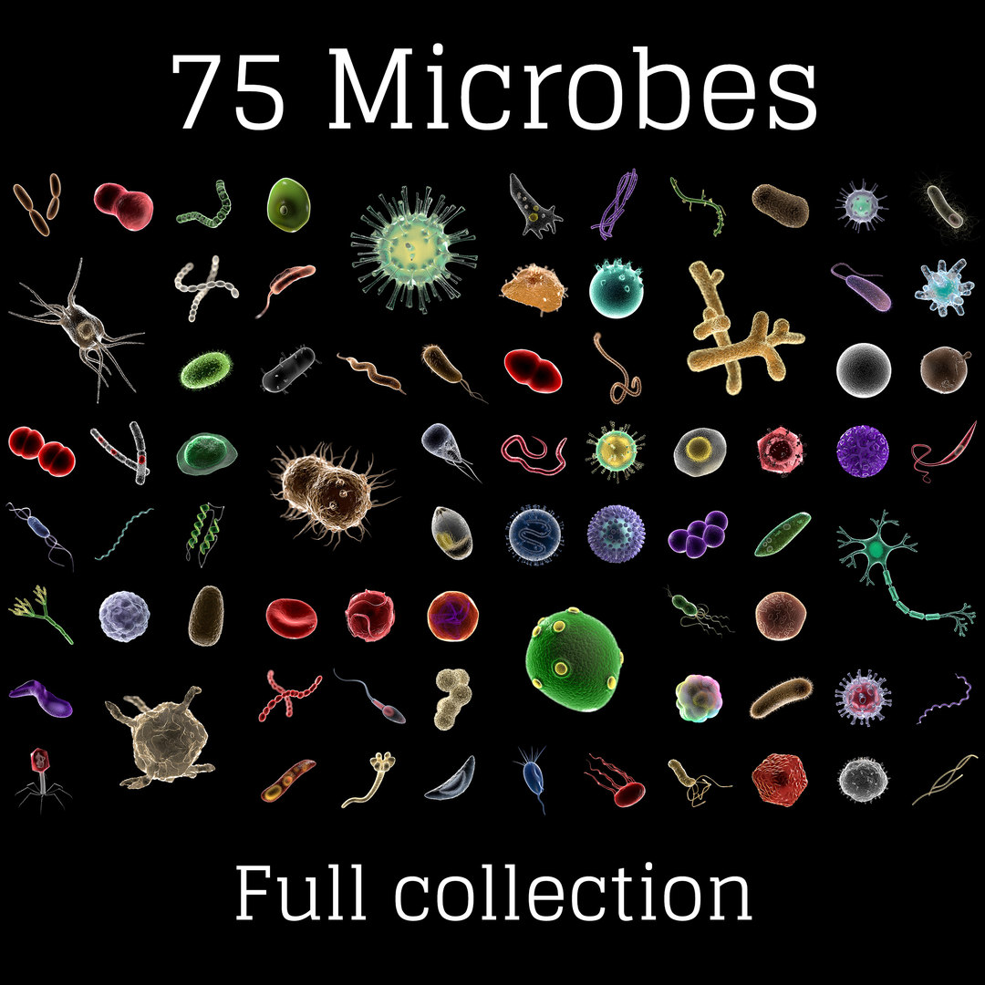 75 microbes micro bacteria cells model - TurboSquid 1626064