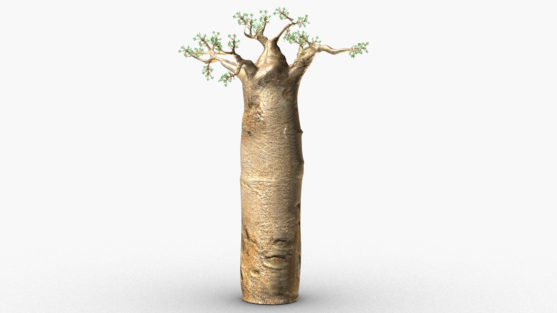 3D baobab tree model - TurboSquid 1626455