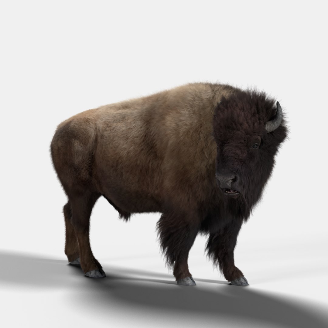 Bison male 3D model - TurboSquid 1626853