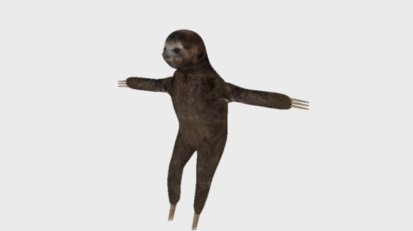 Sloth 3D Models for Download | TurboSquid