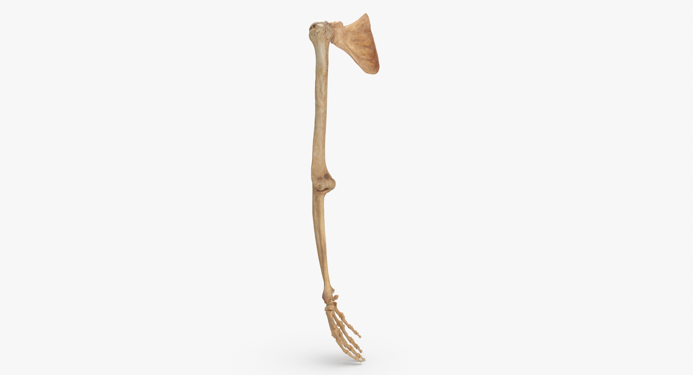 Real human arm scapula model - TurboSquid 1627302