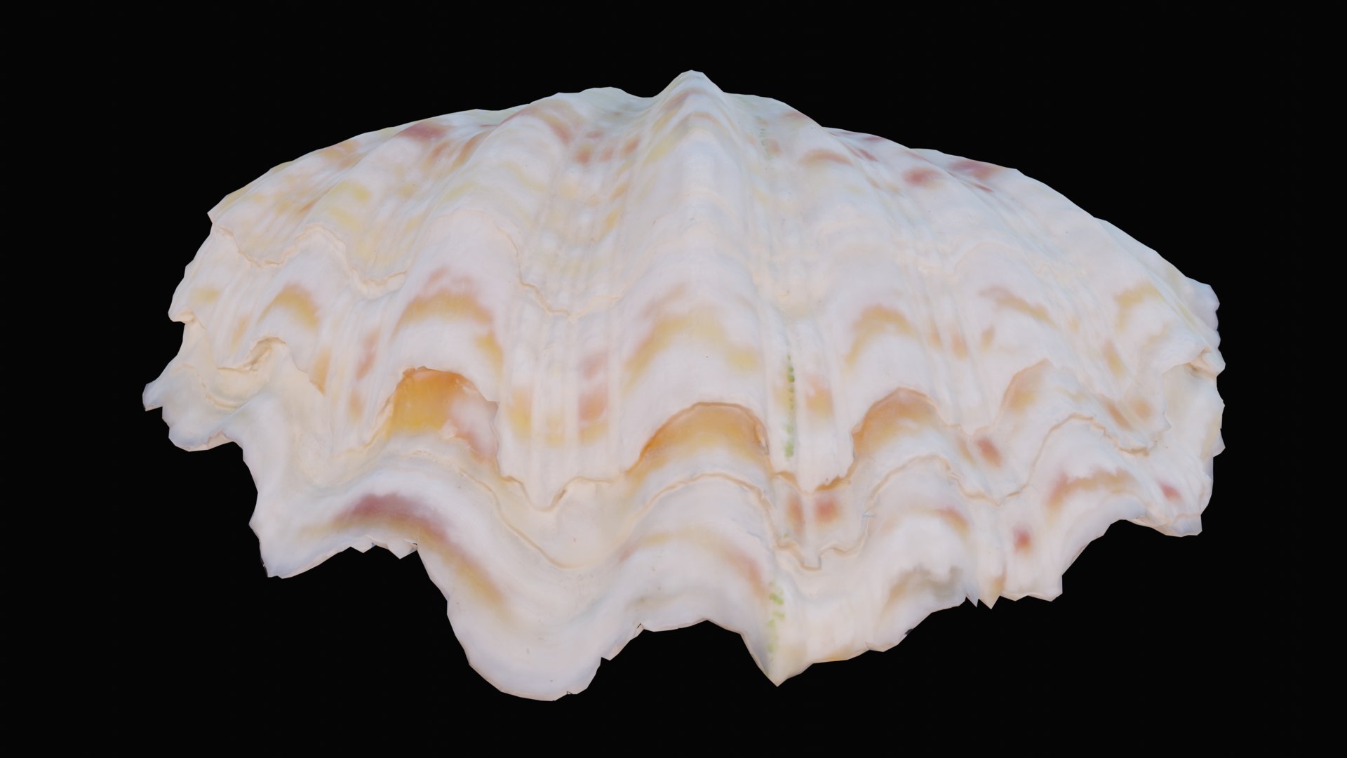 Shell bivalve sea 3D model - TurboSquid 1627521