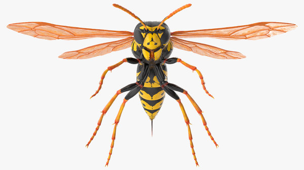 3D wasp fur rigged model - TurboSquid 1628202