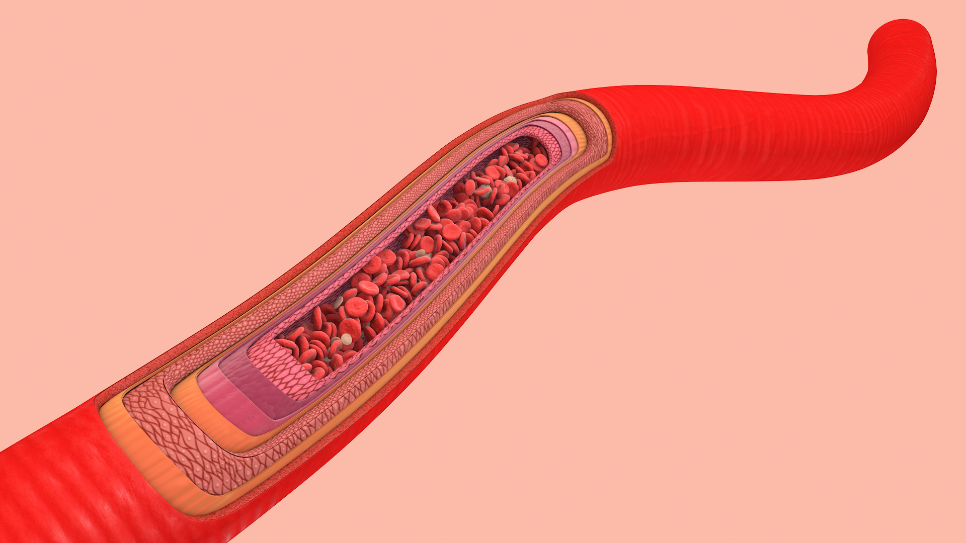 modèle 3D de Artery Structure - TurboSquid 1607504