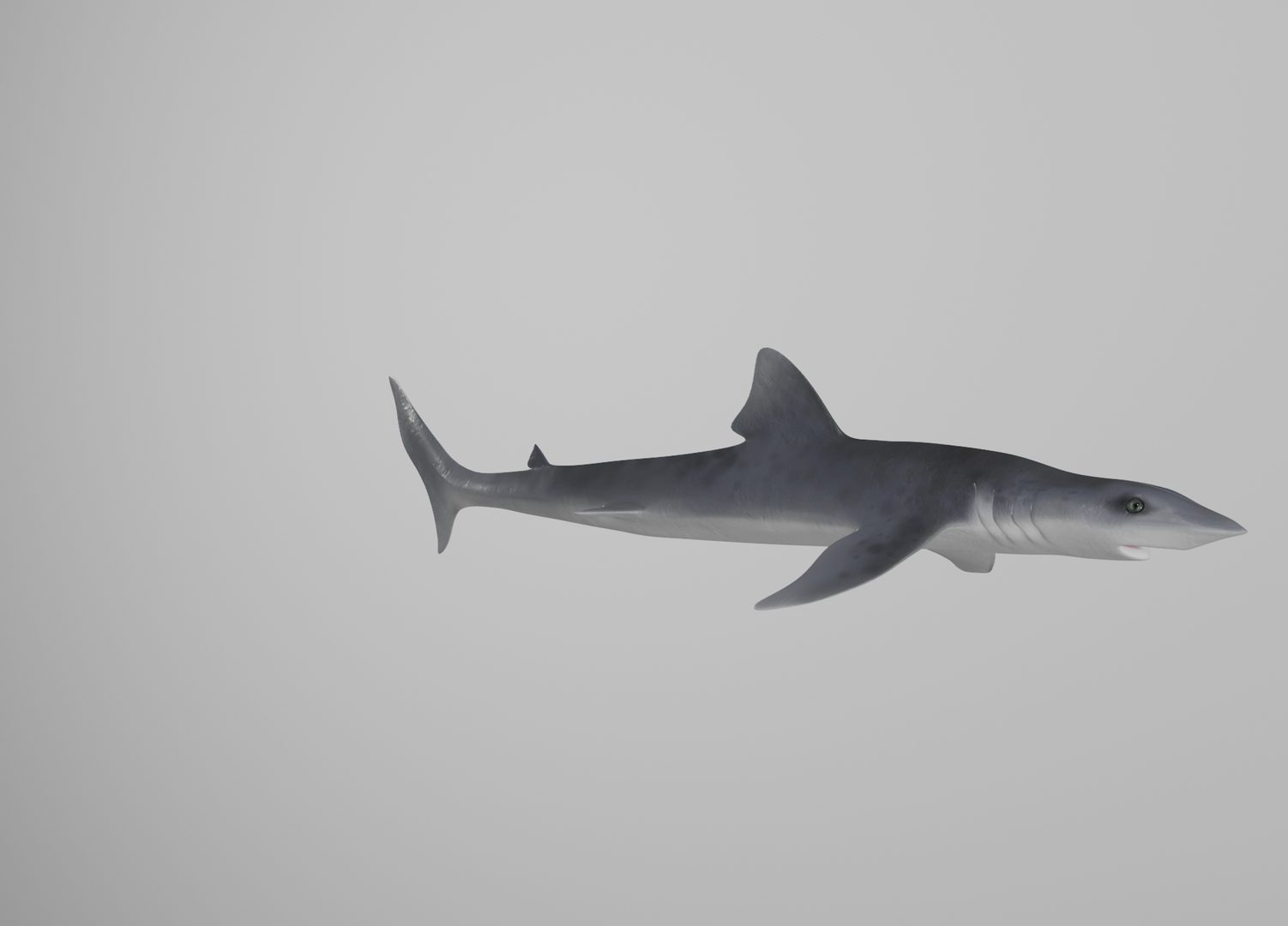 Rekin rekin Model 3D - TurboSquid 1628623