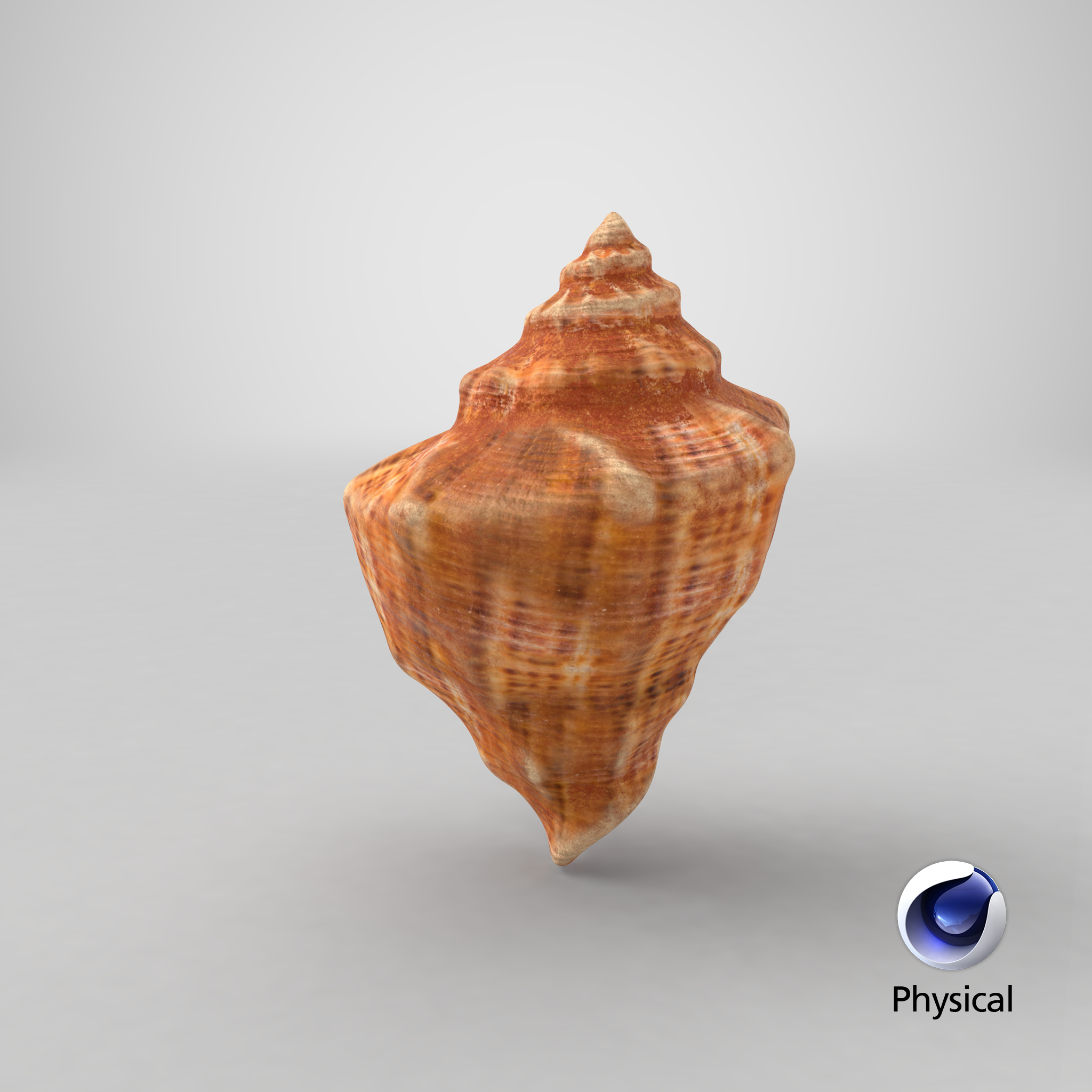 3D seashell real - TurboSquid 1628087