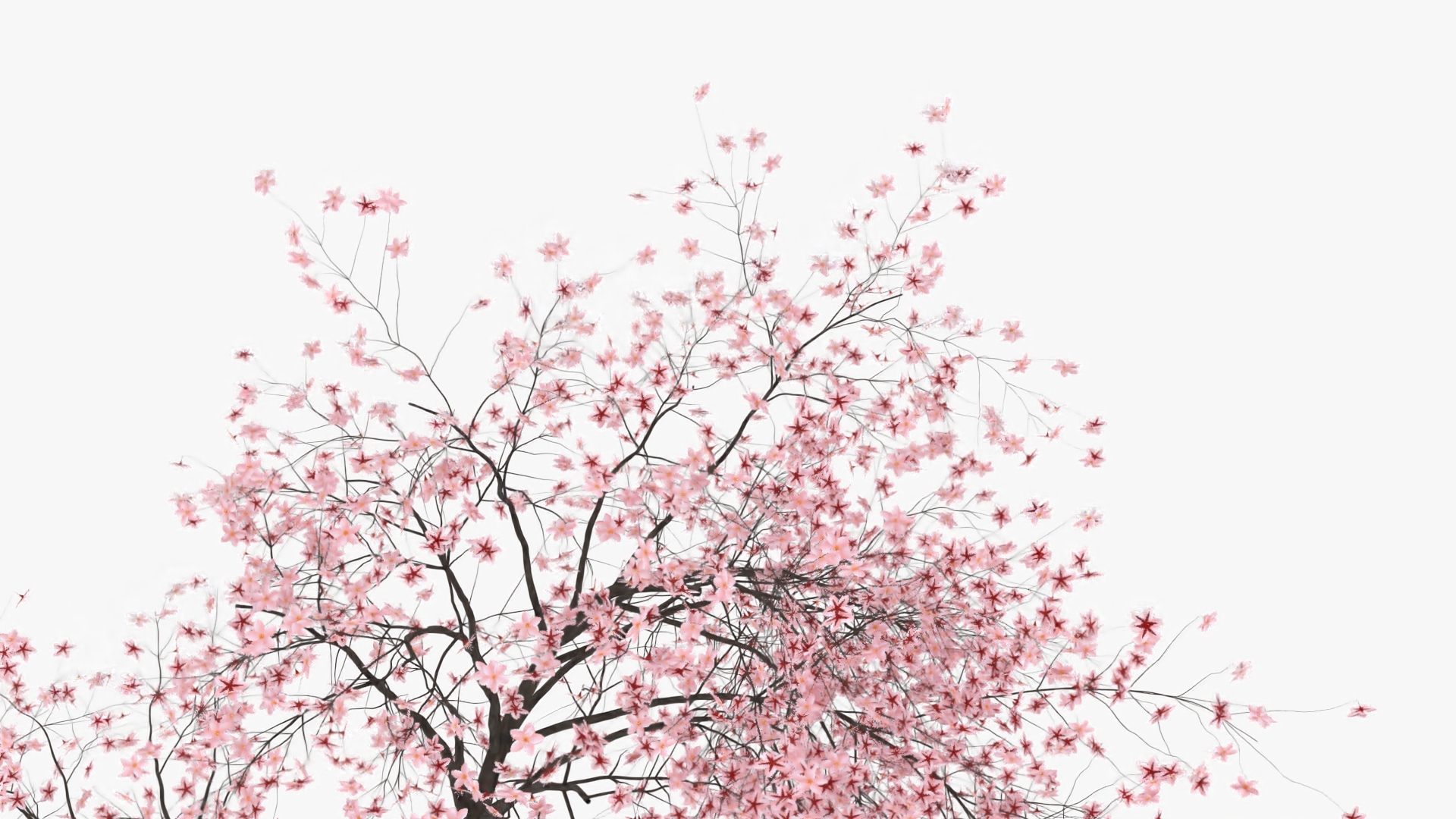 3D plum flowers hight model - TurboSquid 1628891