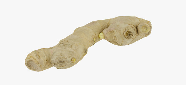 3D ginger root 04 raw - TurboSquid 1550270