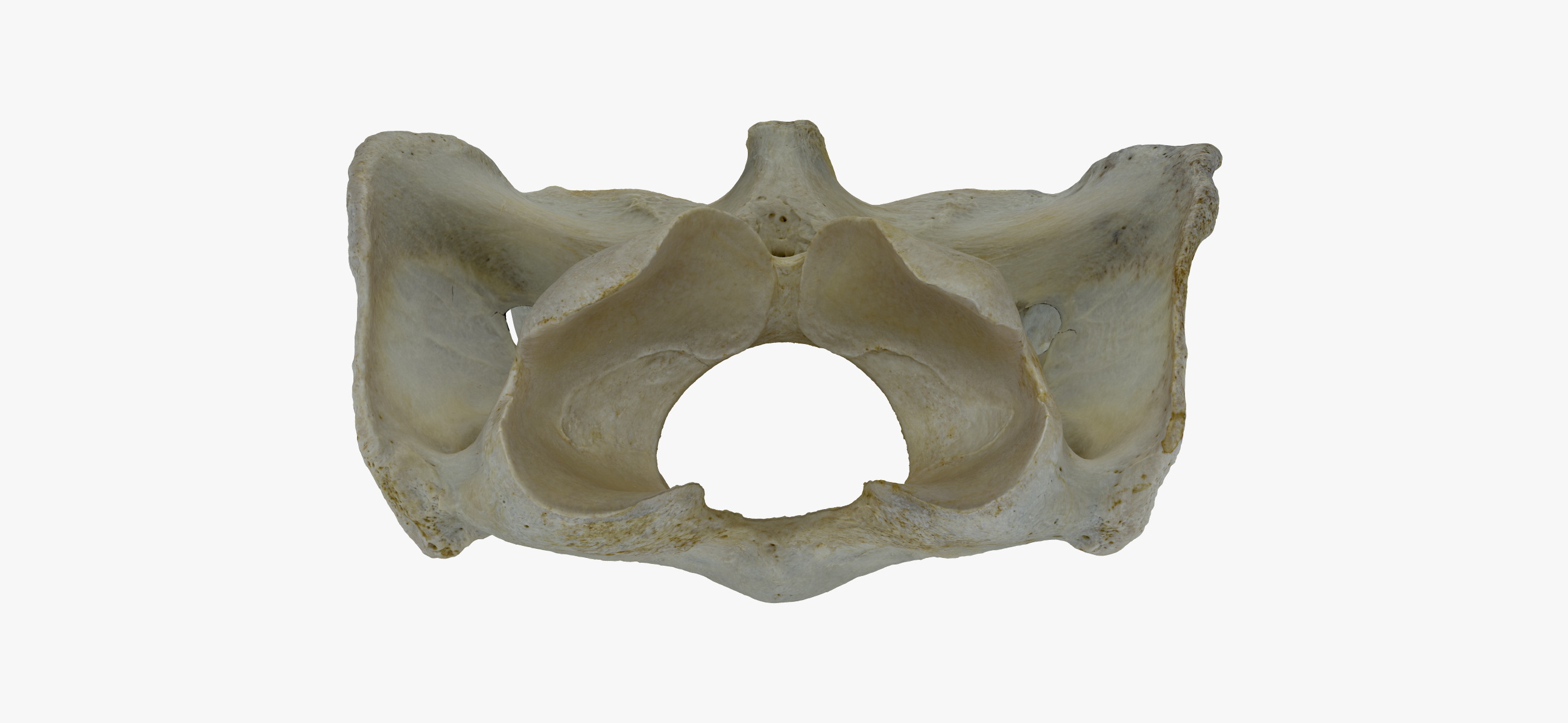 3D horse equus ferus caballus - TurboSquid 1559412