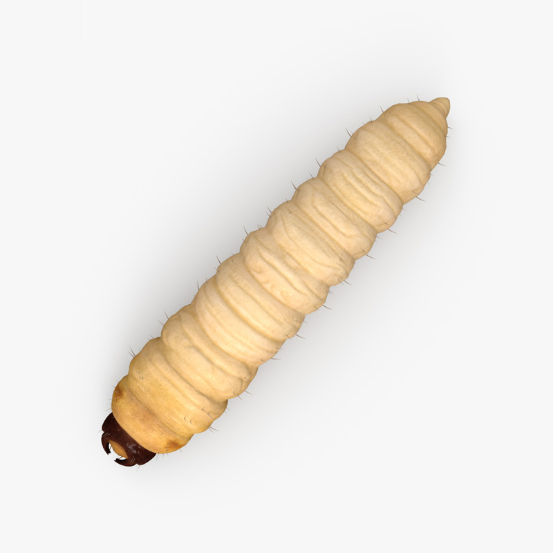 Maggot insect nature model - TurboSquid 1629268