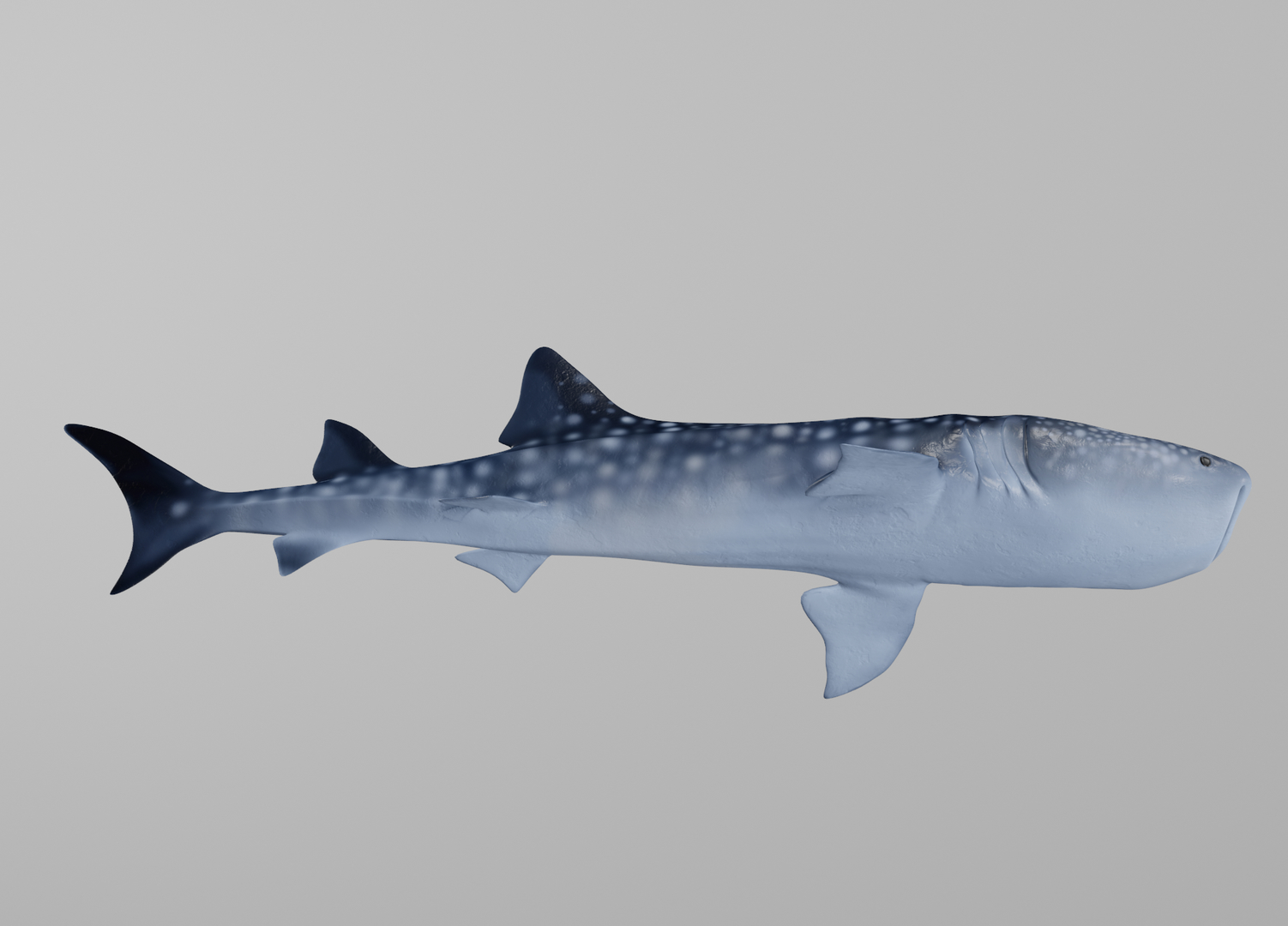 Rekin wielorybi Model 3D - TurboSquid 1629412