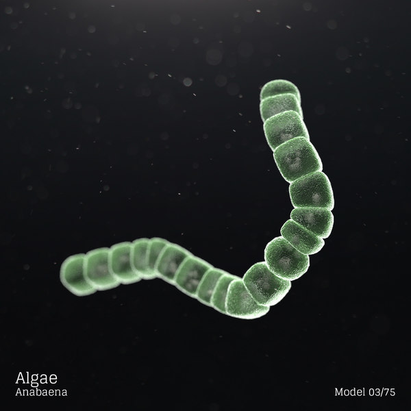 3D Algae Models | TurboSquid