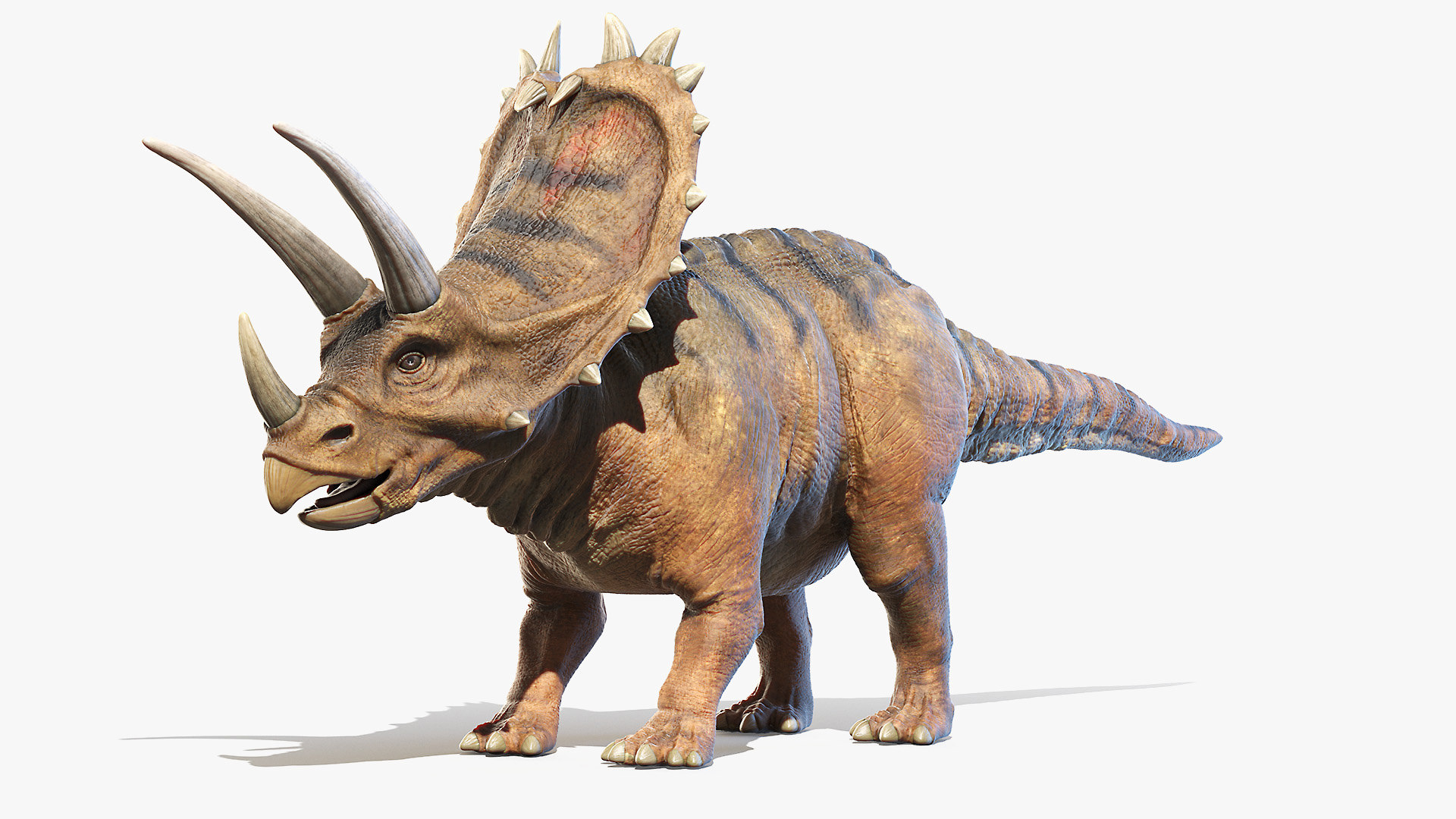 Pentaceratops 3D 모델 - TurboSquid 1630394