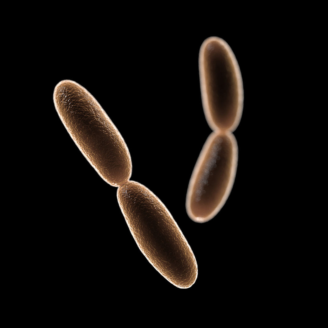 modelo 3d Acidophilus - Lactobacillus Acidophilus - TurboSquid 1626139