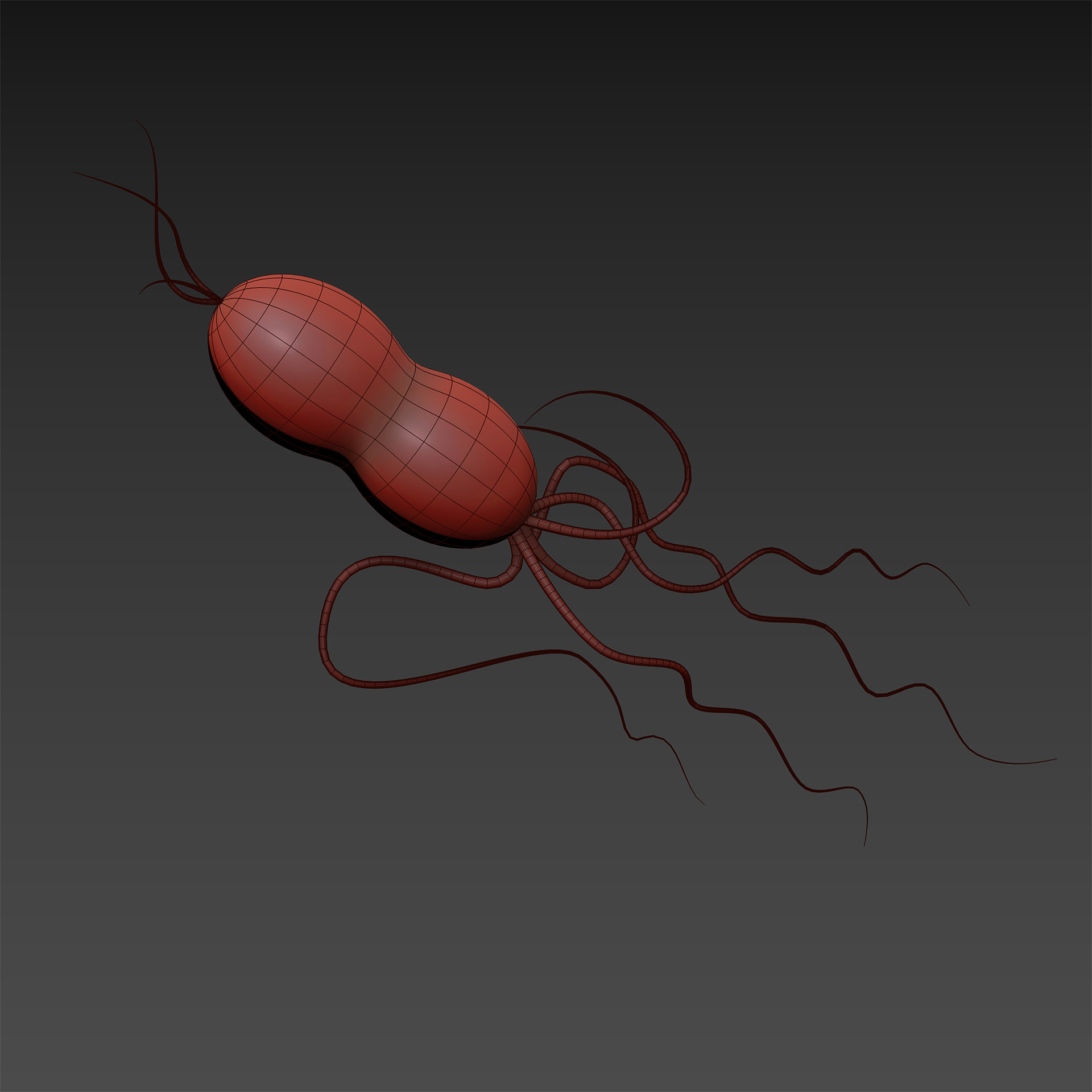 Salmonella - Salmonella Typhimurium Modelo 3D - TurboSquid 1626168