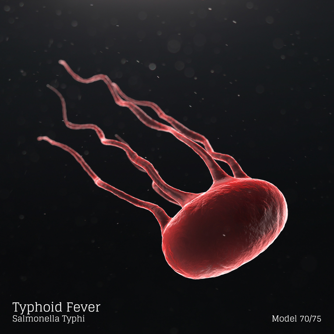 Febre tifóide - Salmonella Typhi Modelo 3D - TurboSquid 1626169