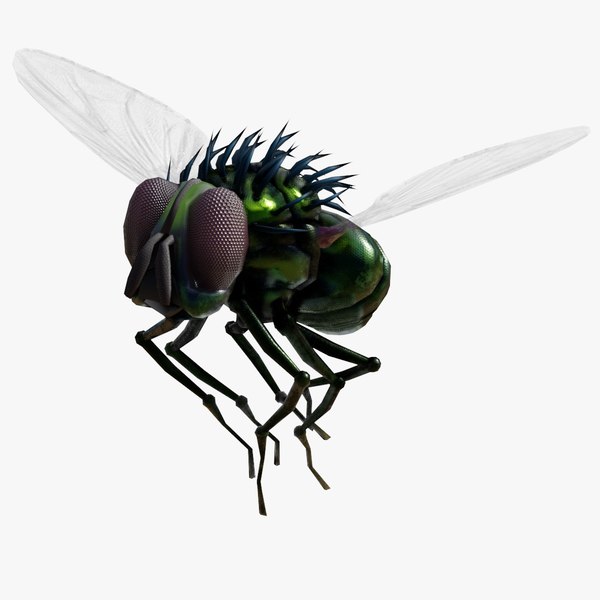 3D green fly loop animation - TurboSquid 1630852