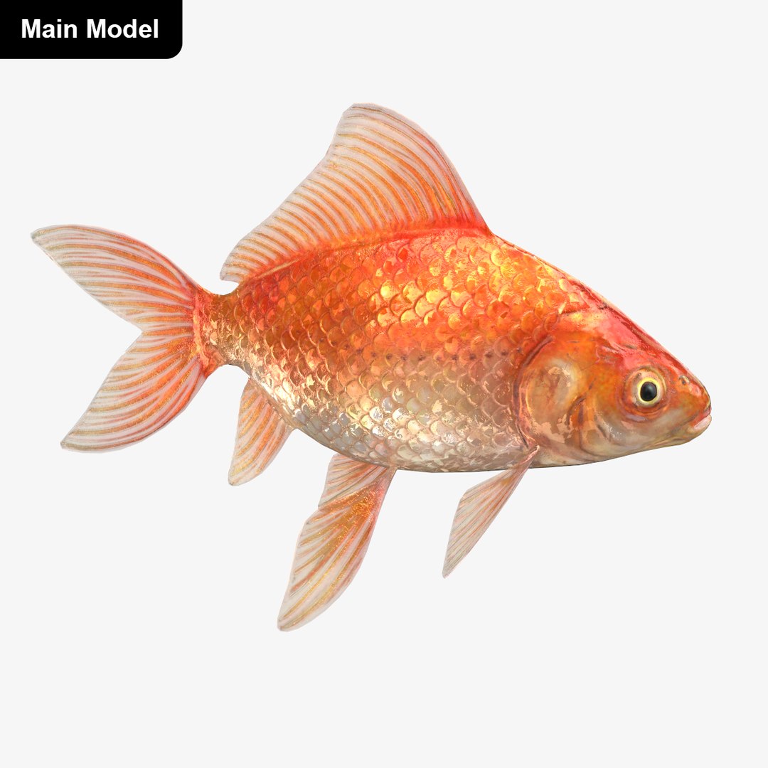 3D model goldfish context scene animations - TurboSquid 1618581