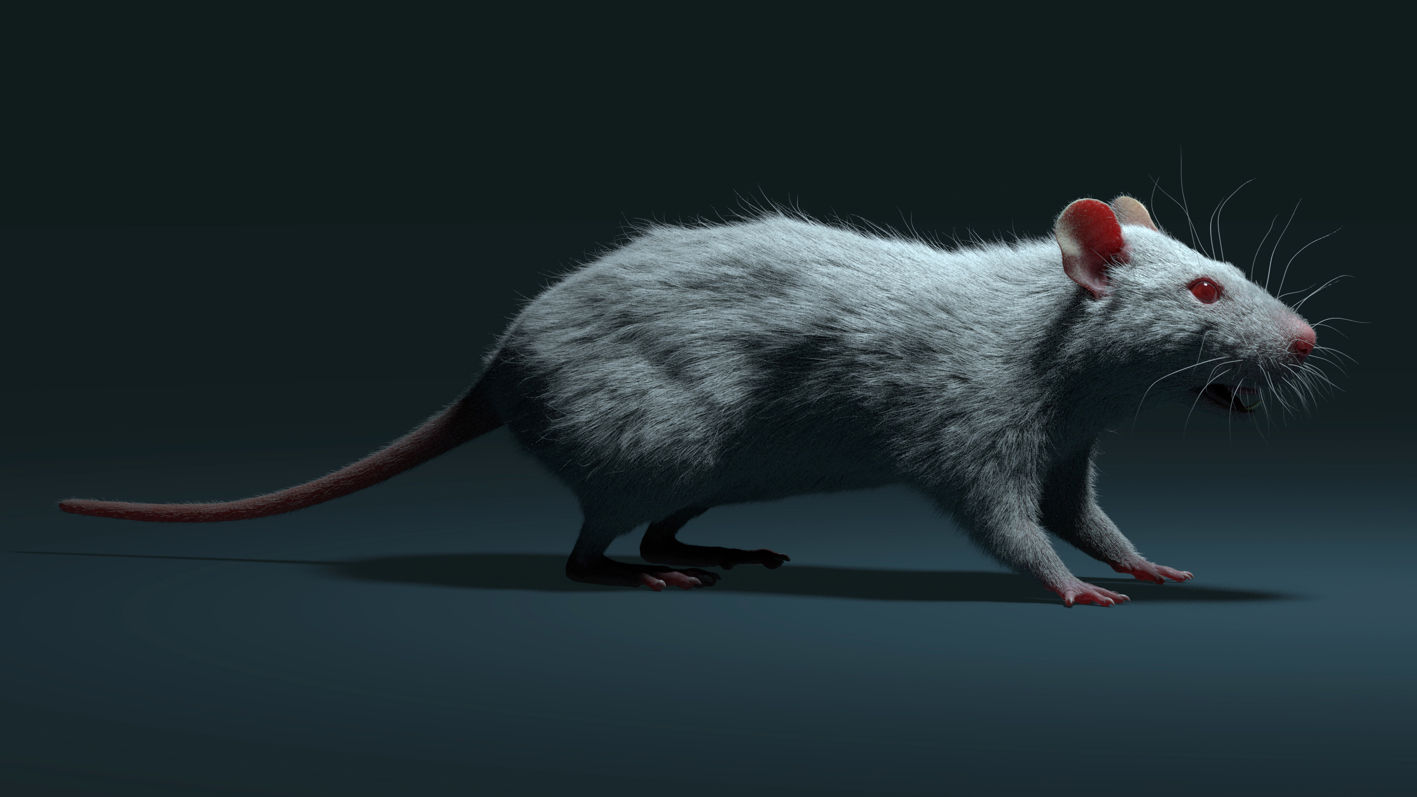 Animada De Pele De Rato Modelo 3D - TurboSquid 1631571