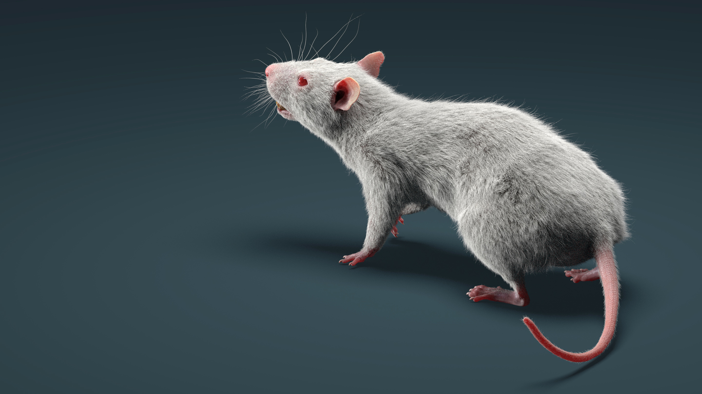 Rat fur animations 3D model - TurboSquid 1631571