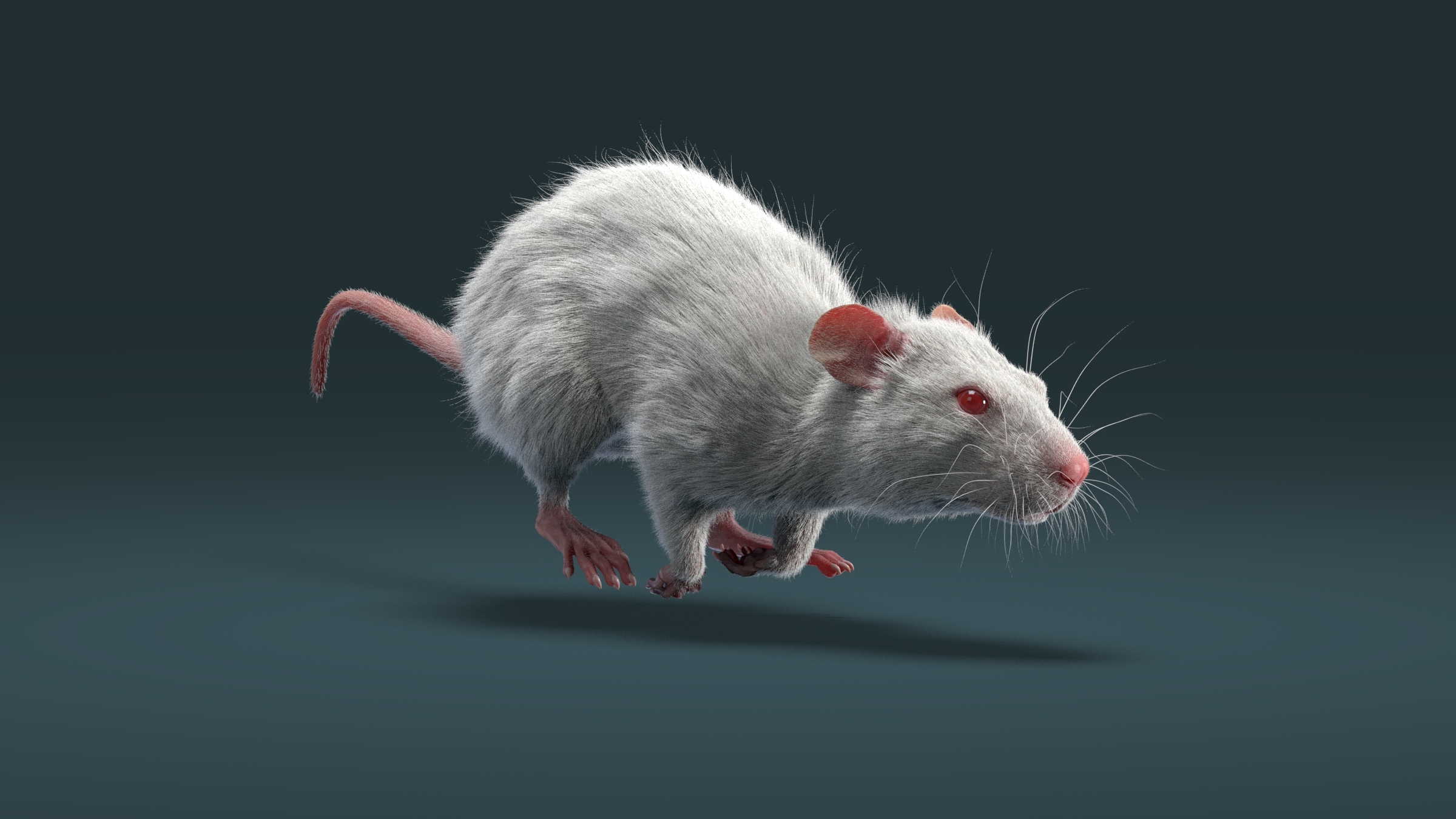 Rat fur animations 3D model - TurboSquid 1631571