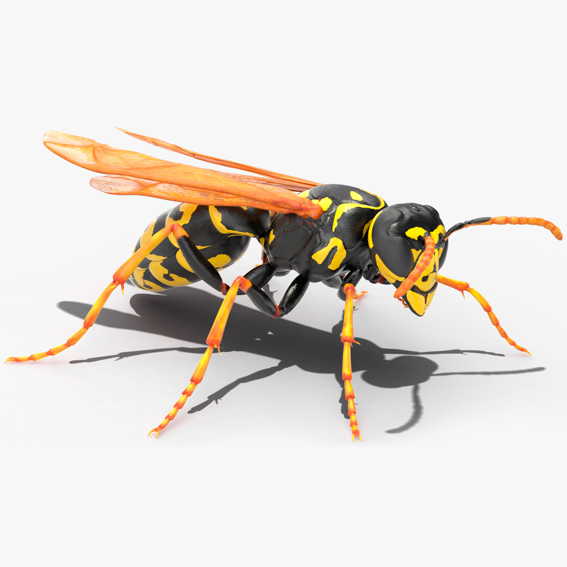 3D paper wasp rigged model - TurboSquid 1632032