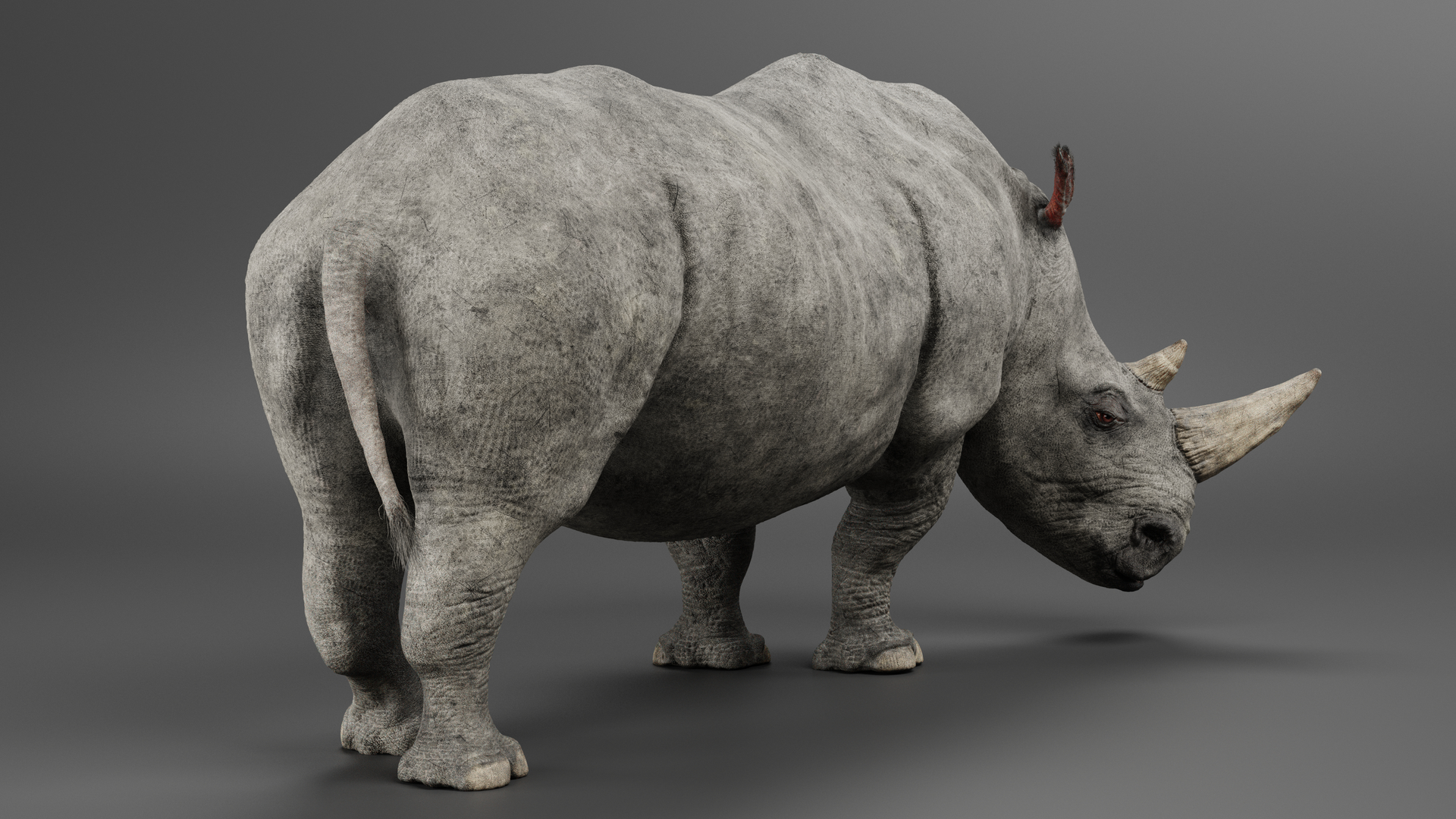3D white rhinoceros rigged rhino model - TurboSquid 1632421
