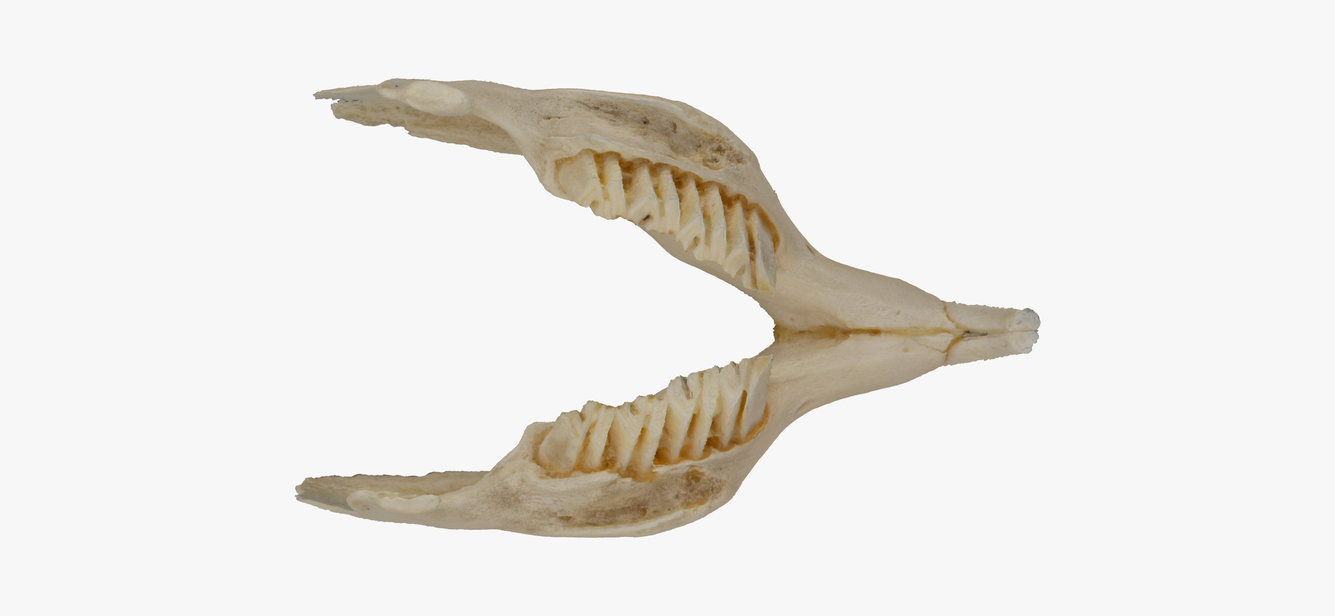 3D domestic guinea pig cavia - TurboSquid 1576804