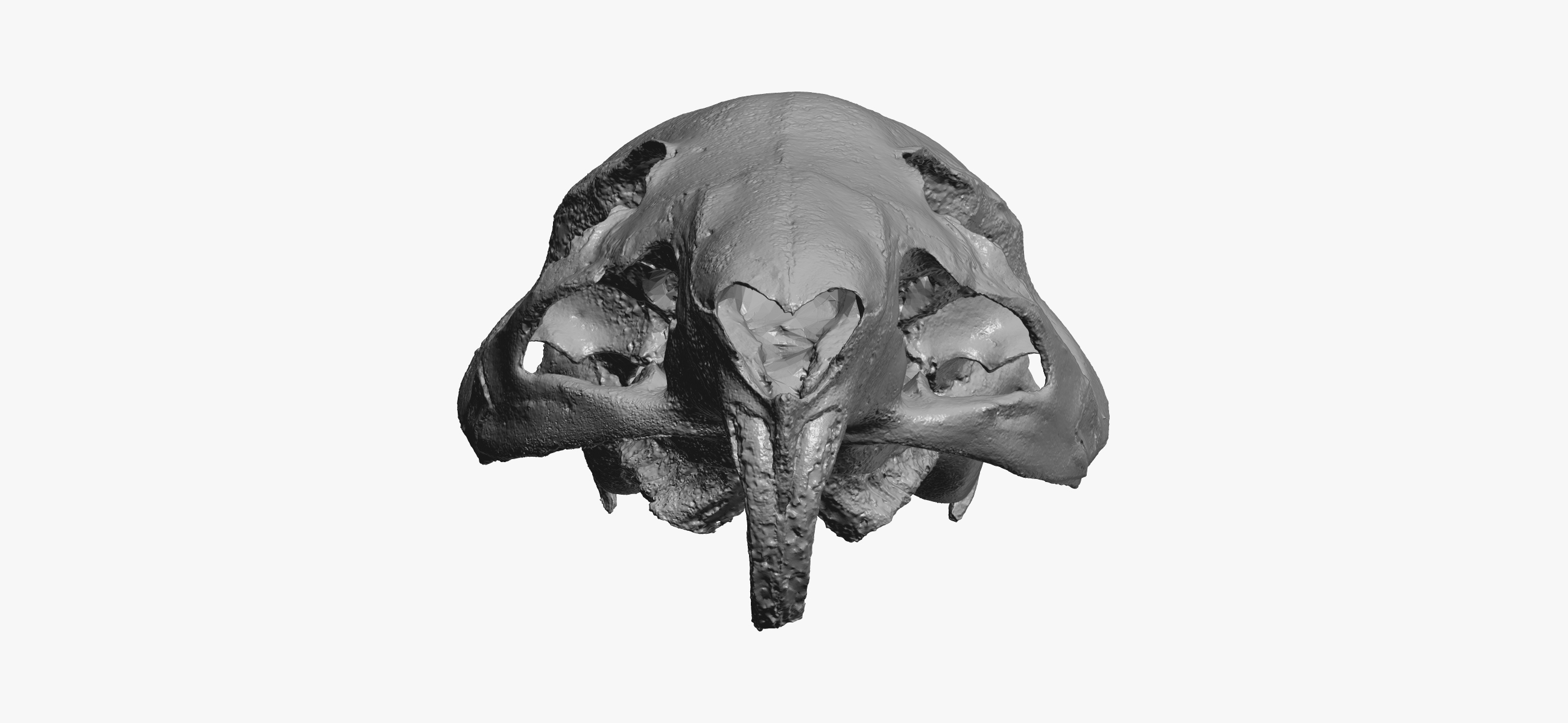 Domestic guinea pig cavia 3D model - TurboSquid 1576799