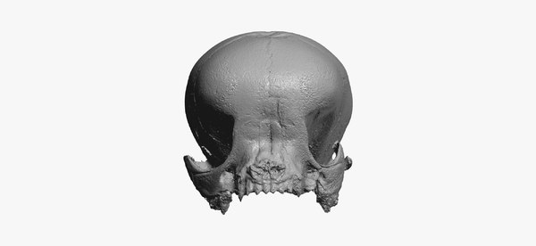 Pug baby skull 01 3D model - TurboSquid 1598224