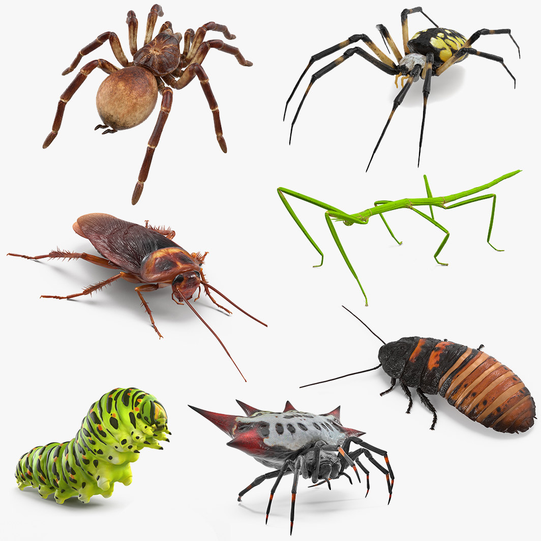 Rigged Creeping Insects Collection for Cinema 4D 3D-Modell - TurboSquid ...