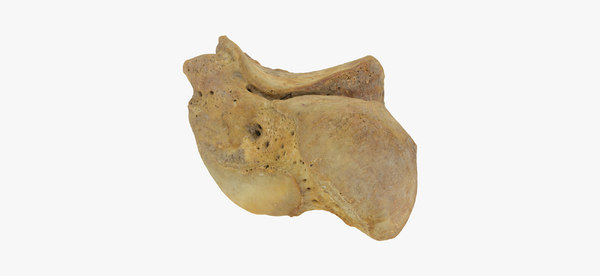 3D model talus bone 01 raw - TurboSquid 1545682