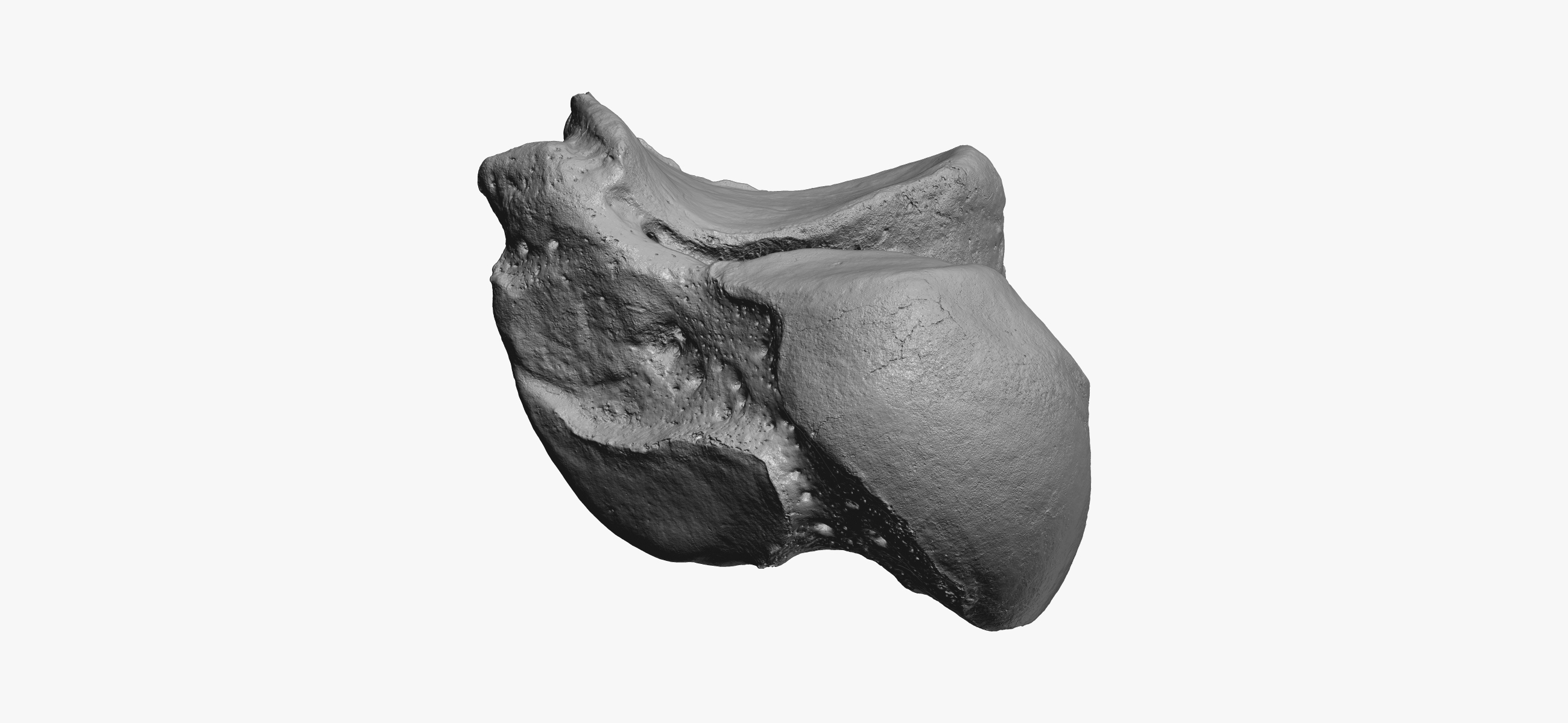 3D model talus bone 01 raw - TurboSquid 1545682