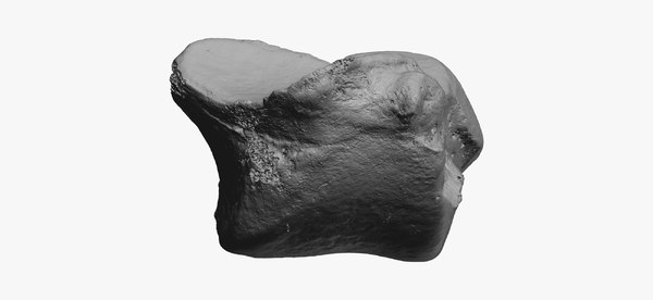 3D model talus bone 01 raw - TurboSquid 1545682