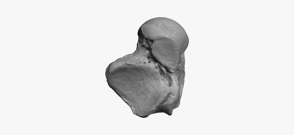 3D model talus bone 01 raw - TurboSquid 1545682