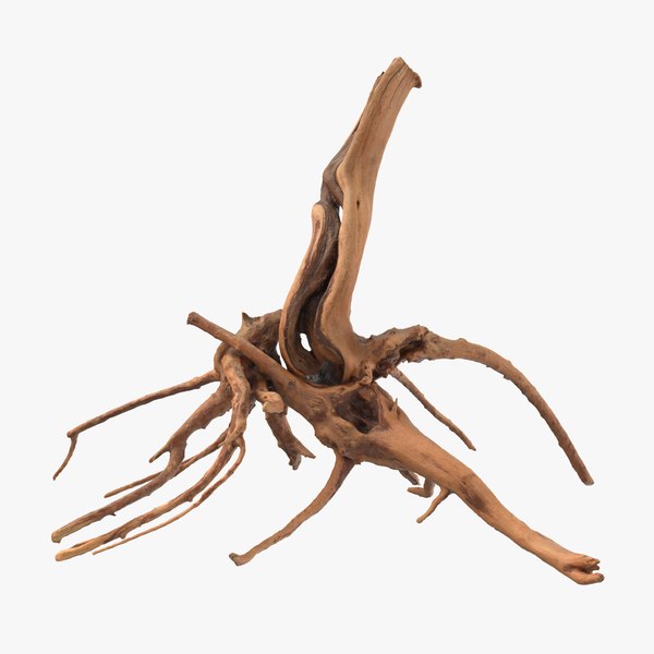 3D Roots Models | TurboSquid