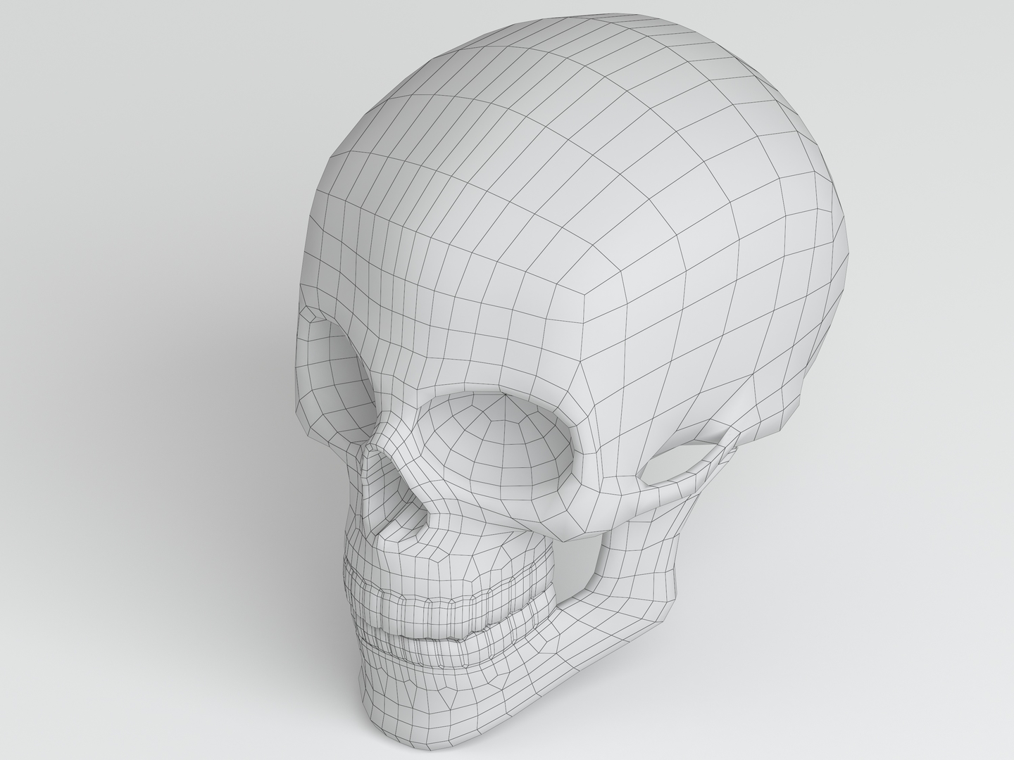 3d model of cranium
