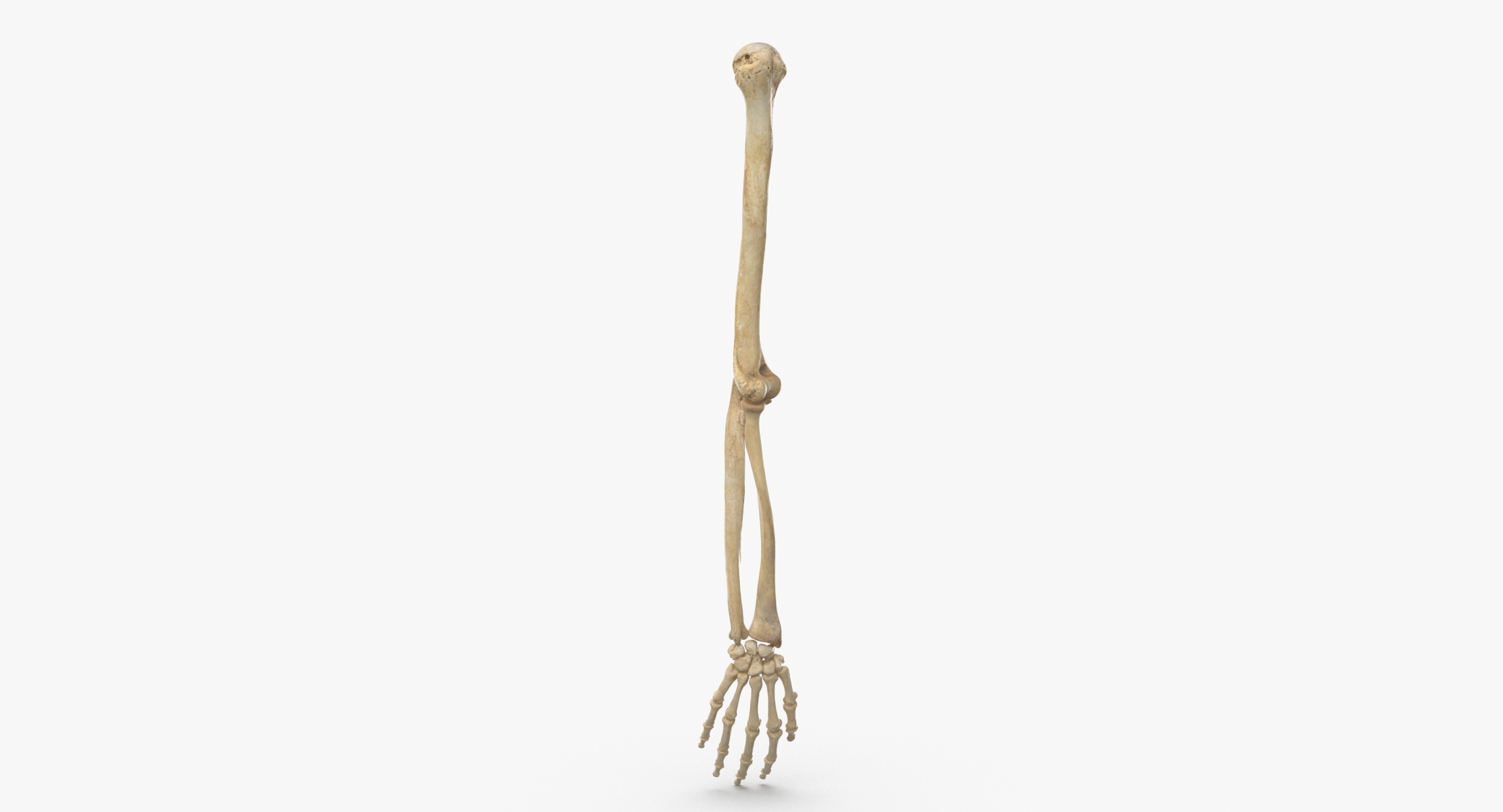Real human arm bones hand model - TurboSquid 1635045