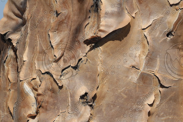 Texture JPEG tree quiver kokerboom